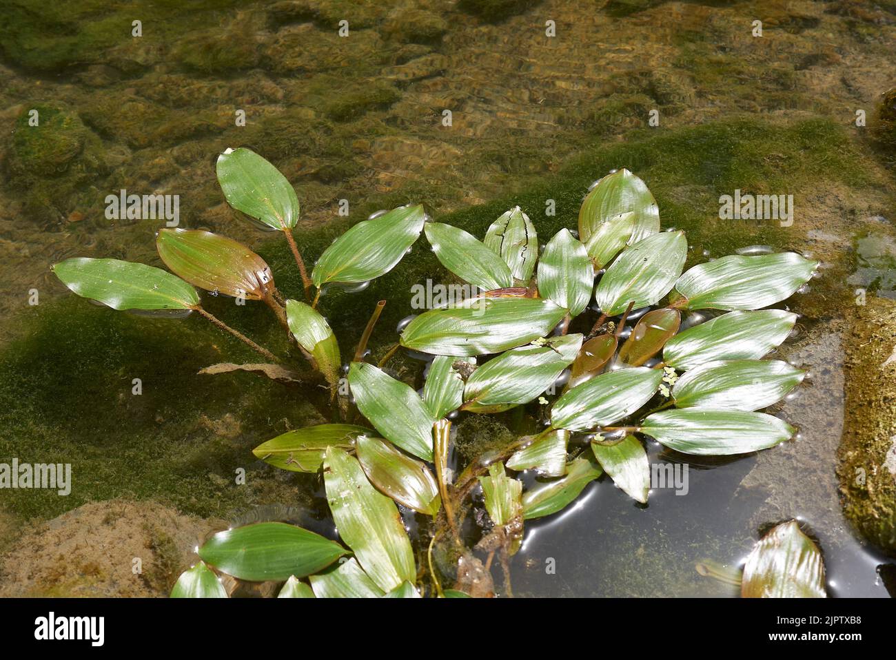 Floating leaved pondweed potamogeton hi-res stock photography and ...