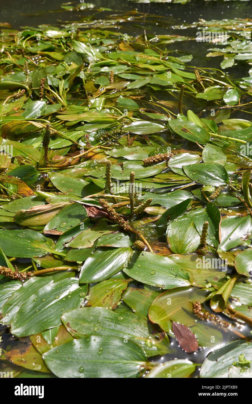 Potamogetonaceae hi-res stock photography and images - Alamy