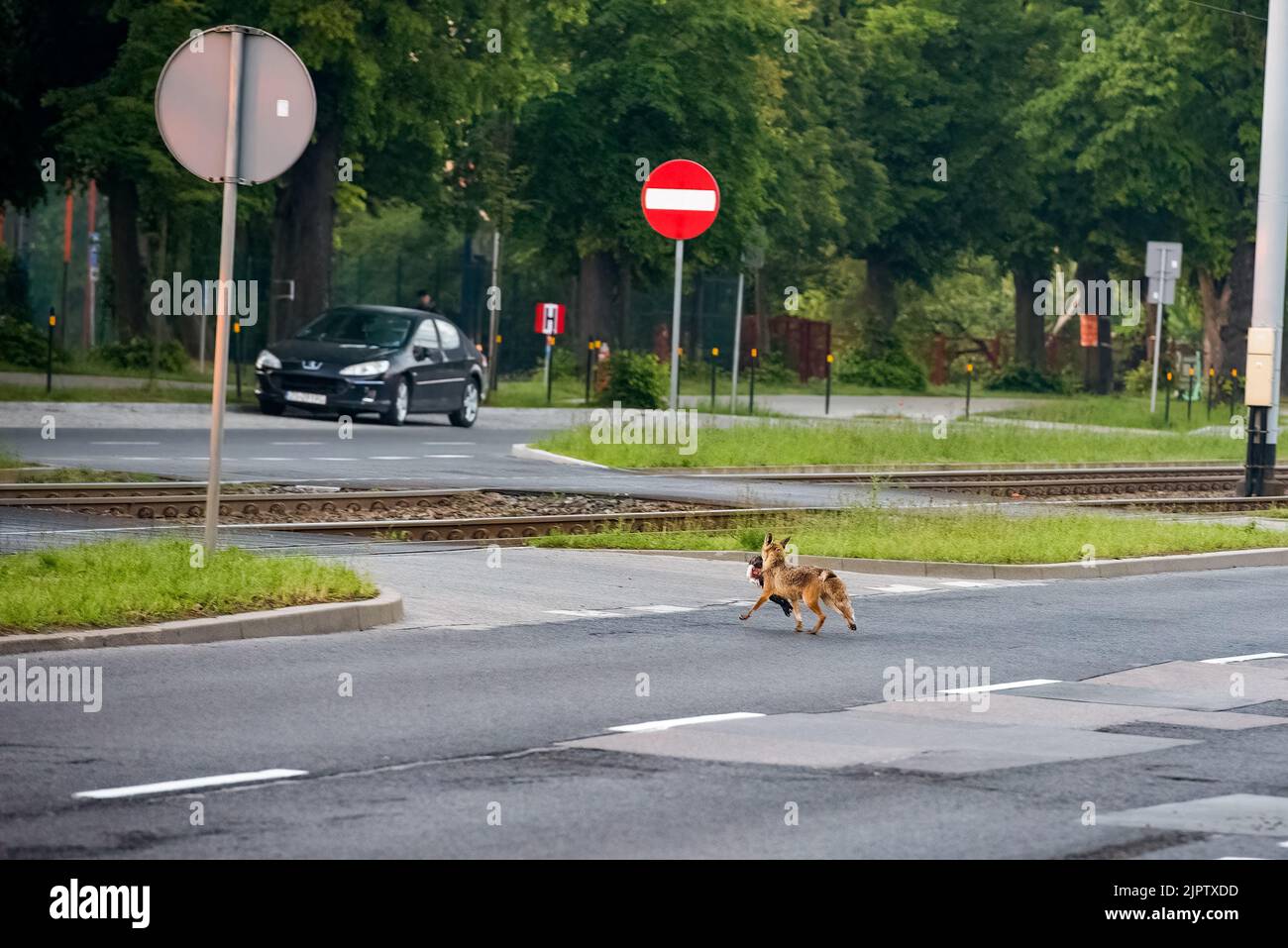 Fox hound running hi-res stock photography and images - Alamy