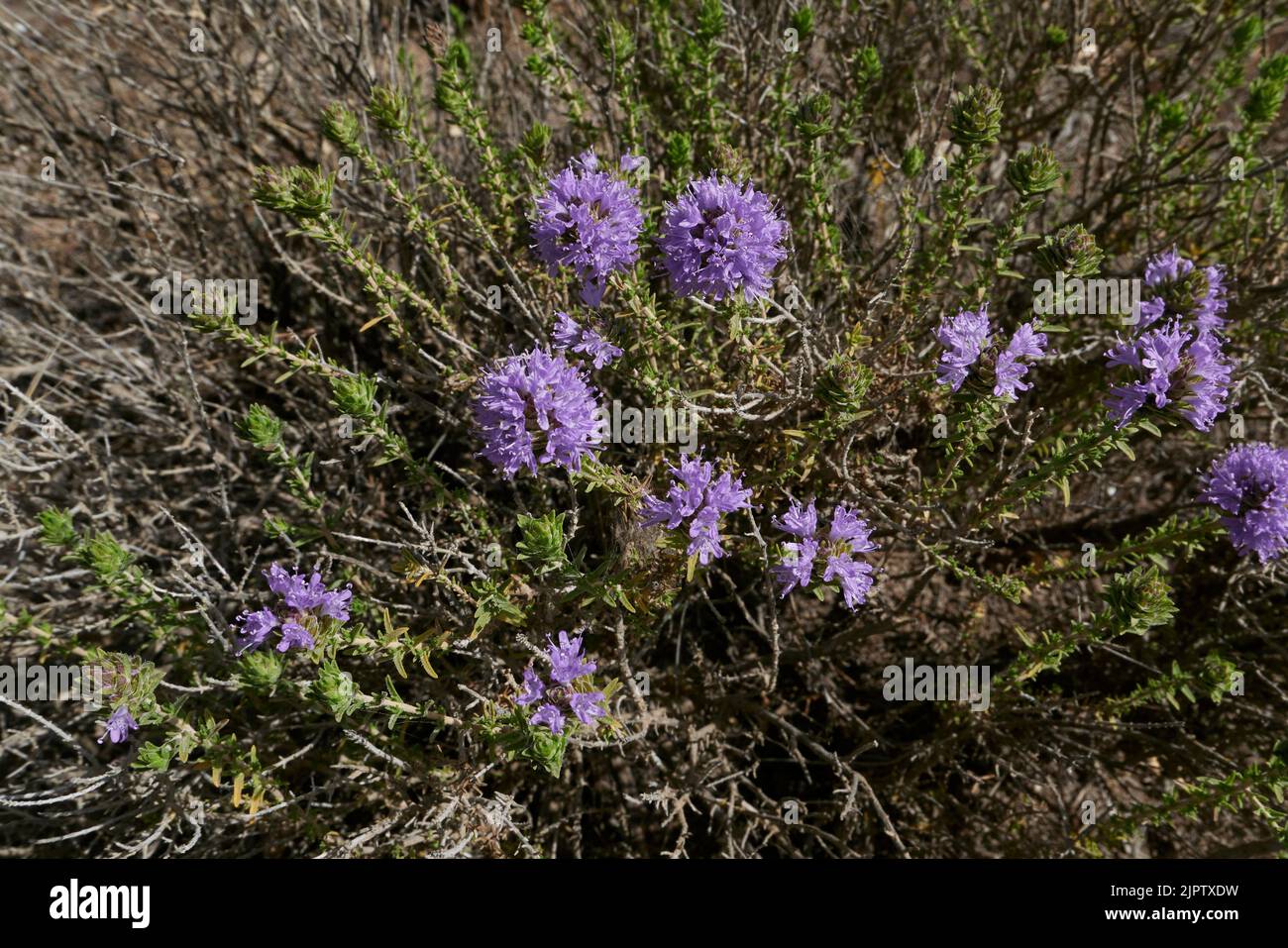Thymbra capitata in bloom Stock Photo - Alamy