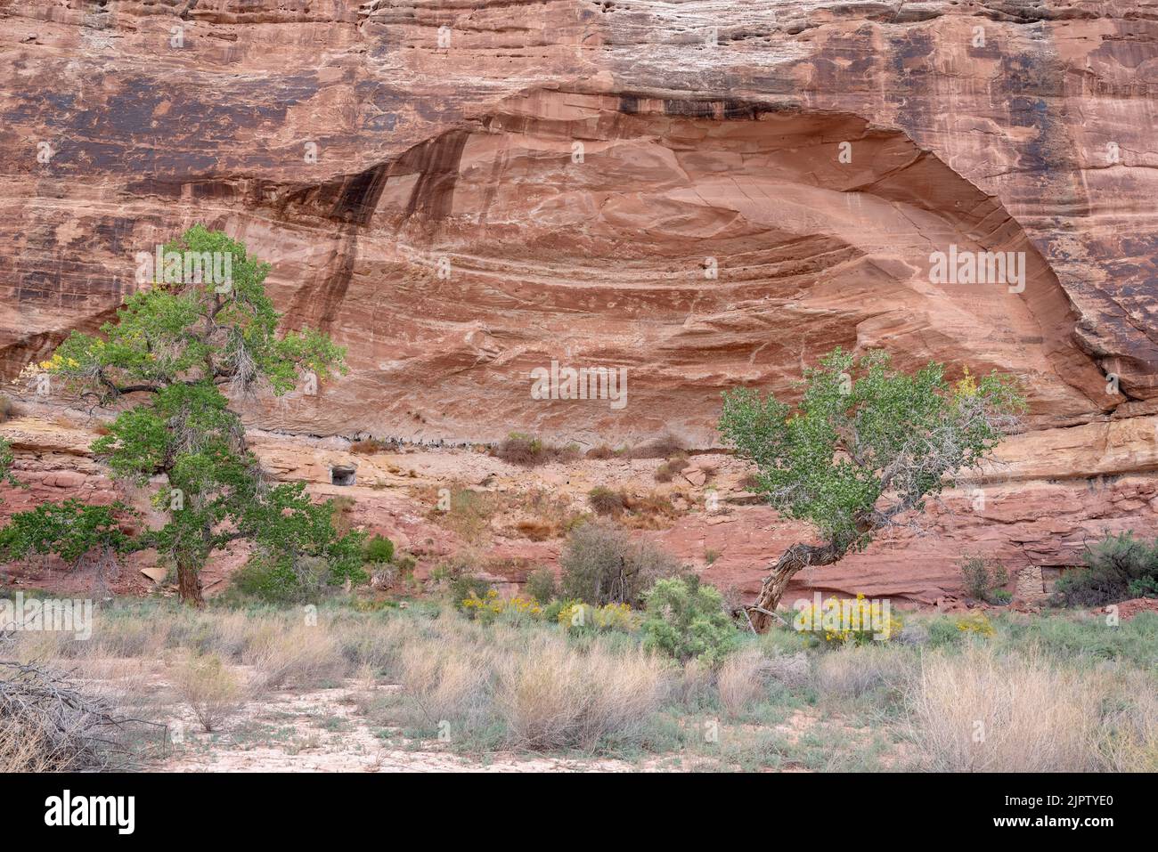 Tangren Spring, Anderson Bottom, Canyonlands National Park, Utah Stock ...