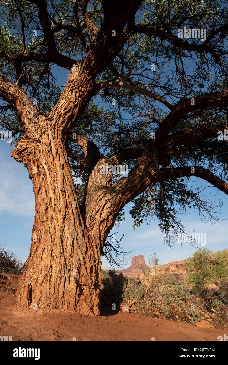 Cottonwood tree, Anderson Bottom, Canyonlands National Park, Utah Stock ...