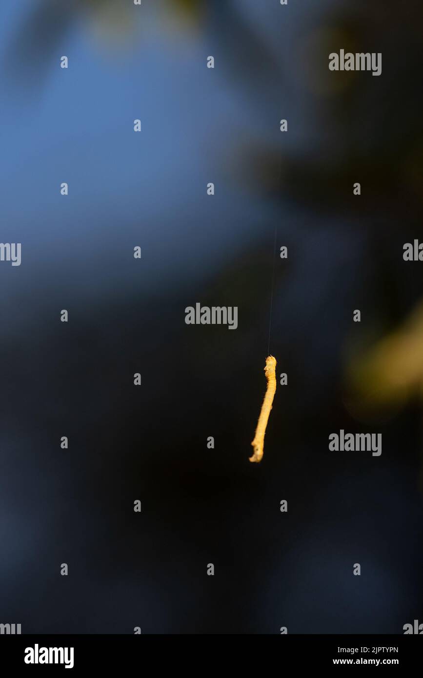 Geometer moth caterpillar, Canyonlands National Park, Utah Stock Photo ...