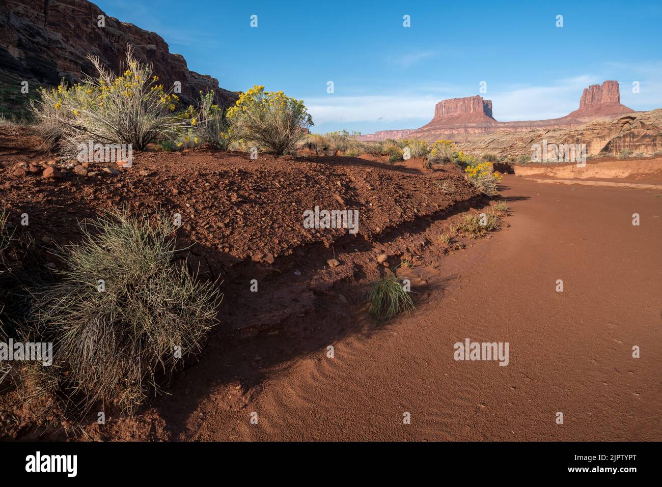 Ephedra & rabbitbrush, Anderson Bottom, Canyonlands National Park, Utah ...