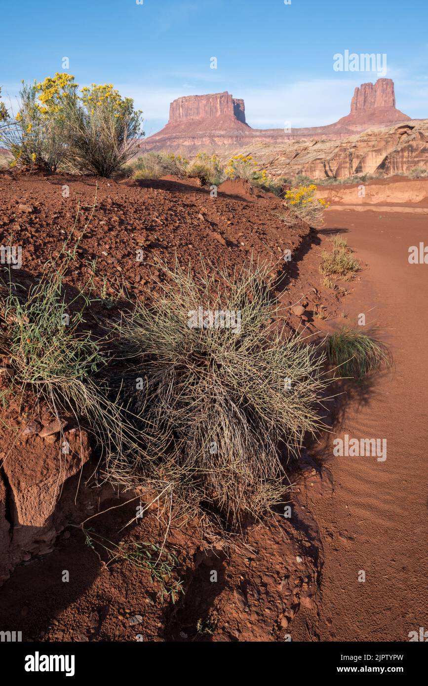 Ephedra & rabbitbrush, Anderson Bottom, Canyonlands National Park, Utah ...