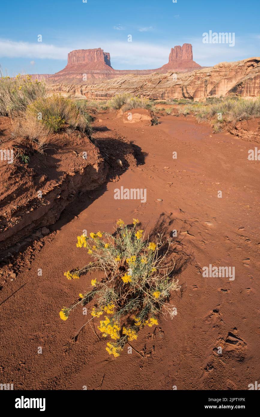 Rabbitbrush in a streambed, Anderson Bottom, Canyonlands National Park ...