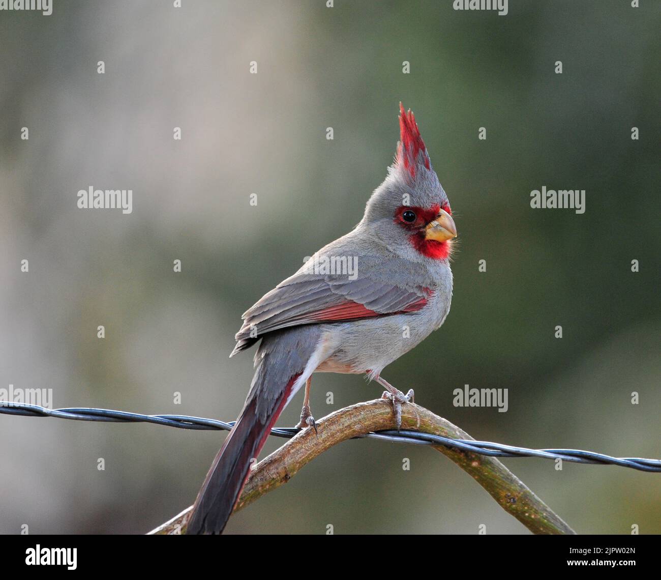 Desert cardinal hi-res stock photography and images - Alamy