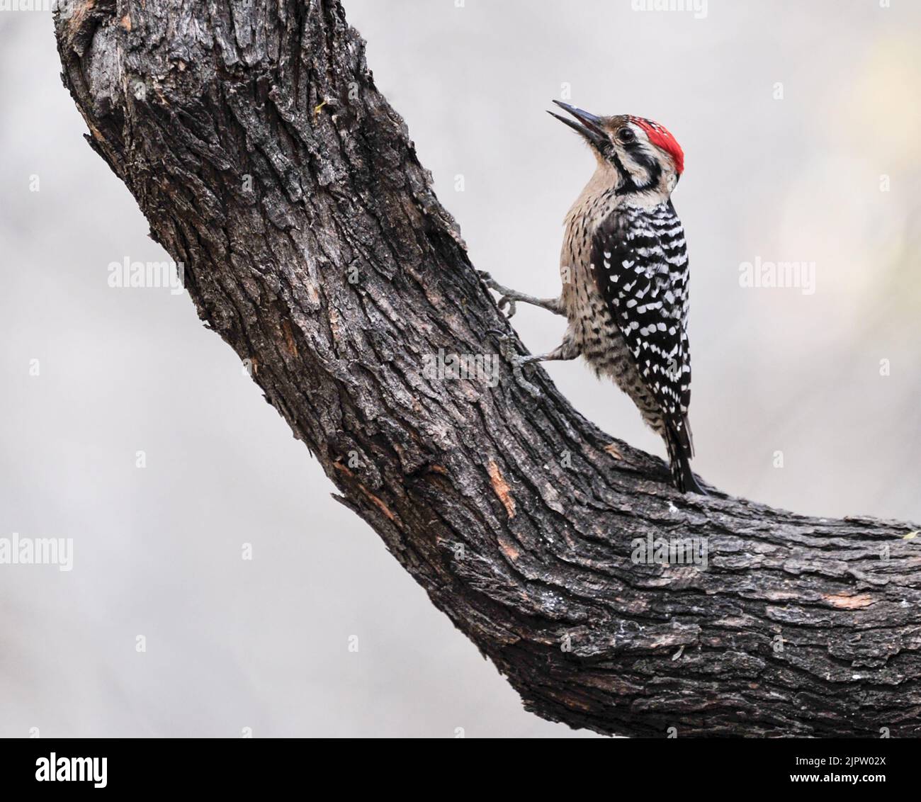 Ash canyon bird sanctuary hi-res stock photography and images - Alamy