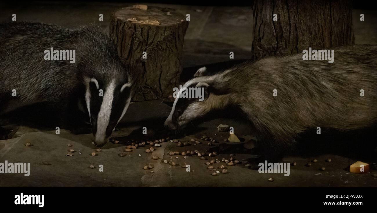 Two European badgers feeding in a garden at night Stock Photo - Alamy