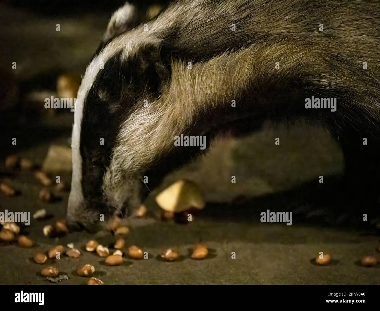 The European badger feeding in a garden at night Stock Photo - Alamy