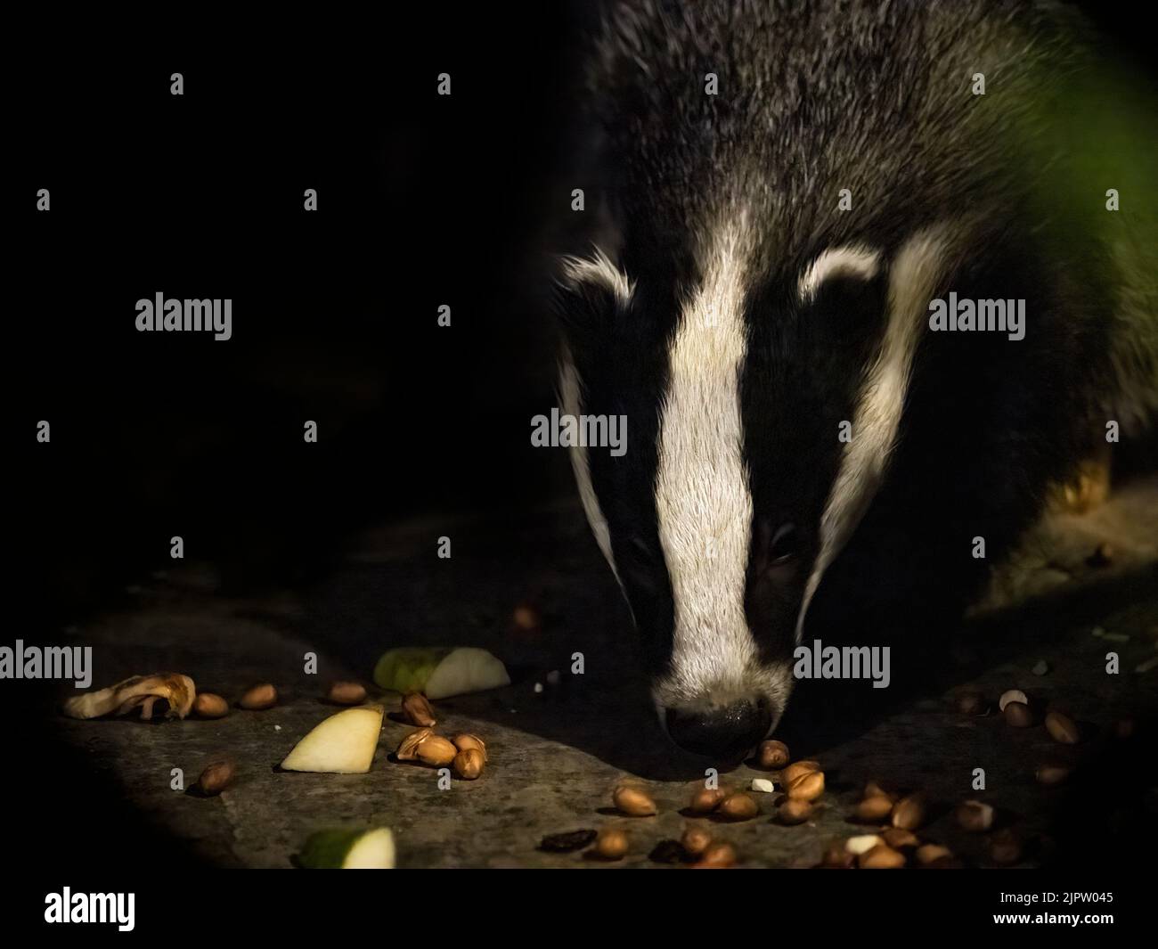 The European badger feeding in a garden at night Stock Photo - Alamy