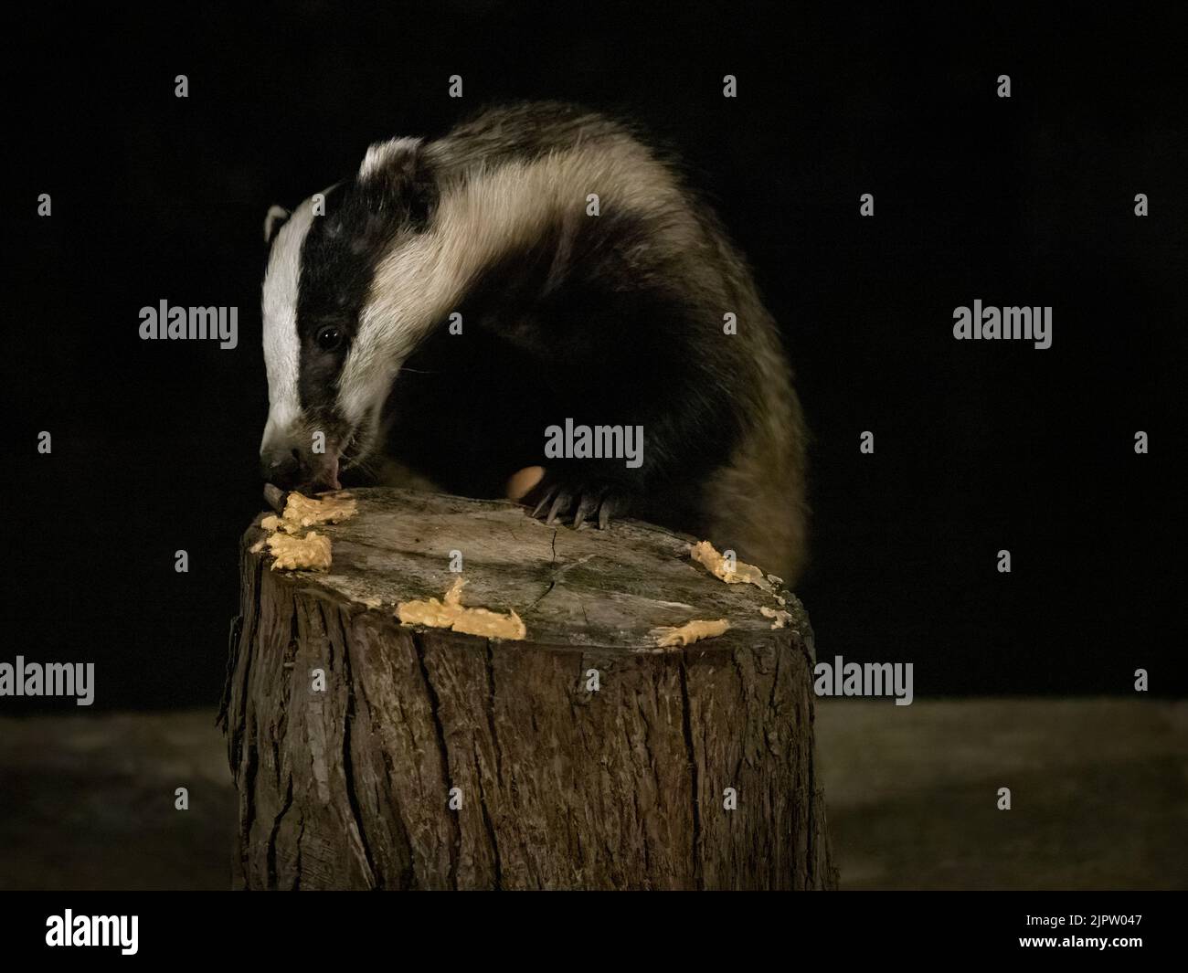 The European badger feeding in a garden at night Stock Photo - Alamy