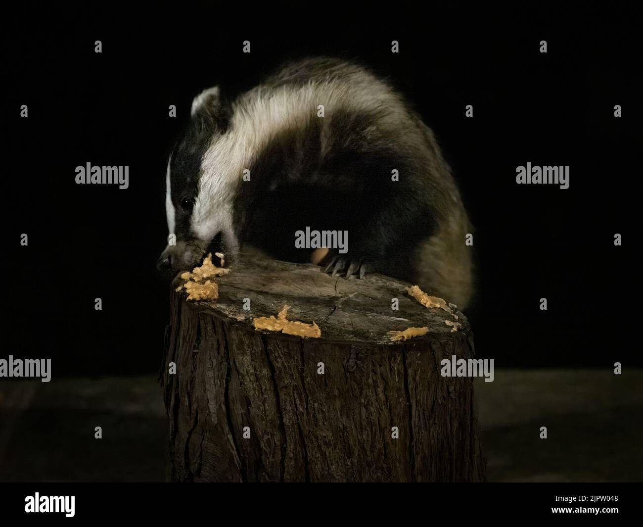 Badger feeding hi-res stock photography and images - Alamy