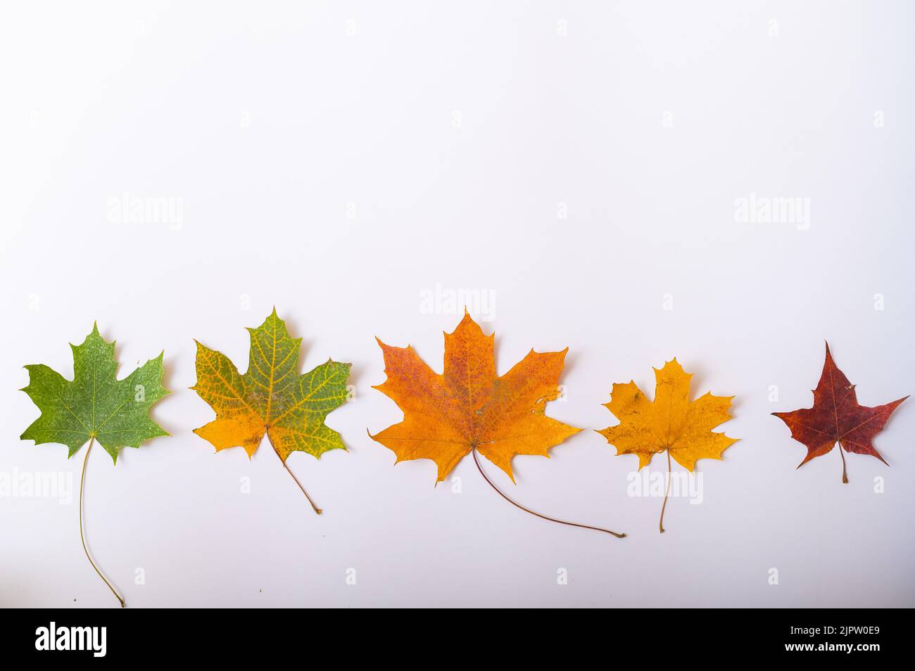 Maple leaves gradient from green to yellow. The concept of the changing ...