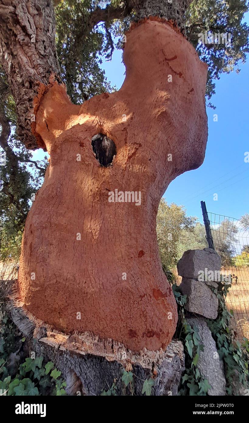 Cork-tree (quercus suber) in Gallura countryside, Sardinia, Italy Stock ...