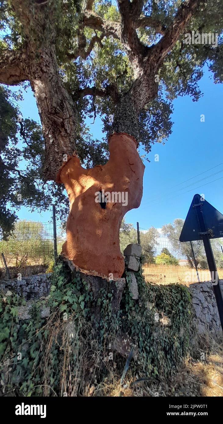 Cork-tree (quercus suber) in Gallura countryside, Sardinia, Italy Stock ...