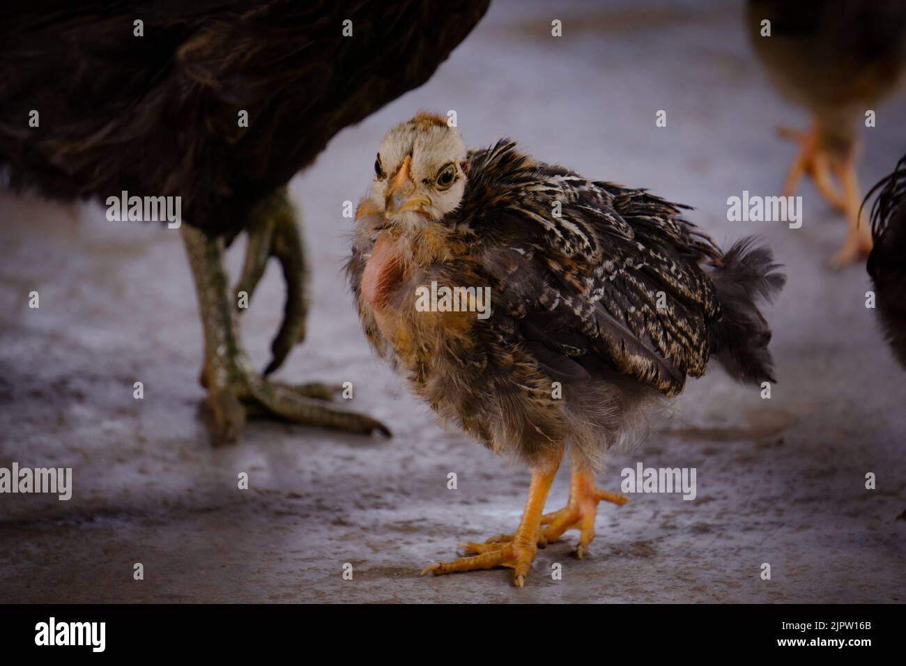 Cute Baby Chicken. The chicks are sitting at the mother's feet. Such ...