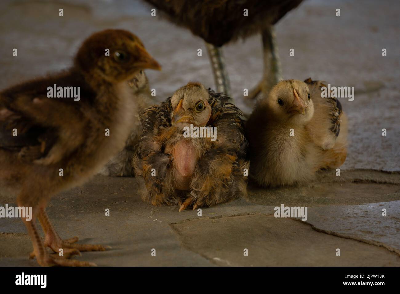 Small fluffy duck chicks hi-res stock photography and images - Alamy