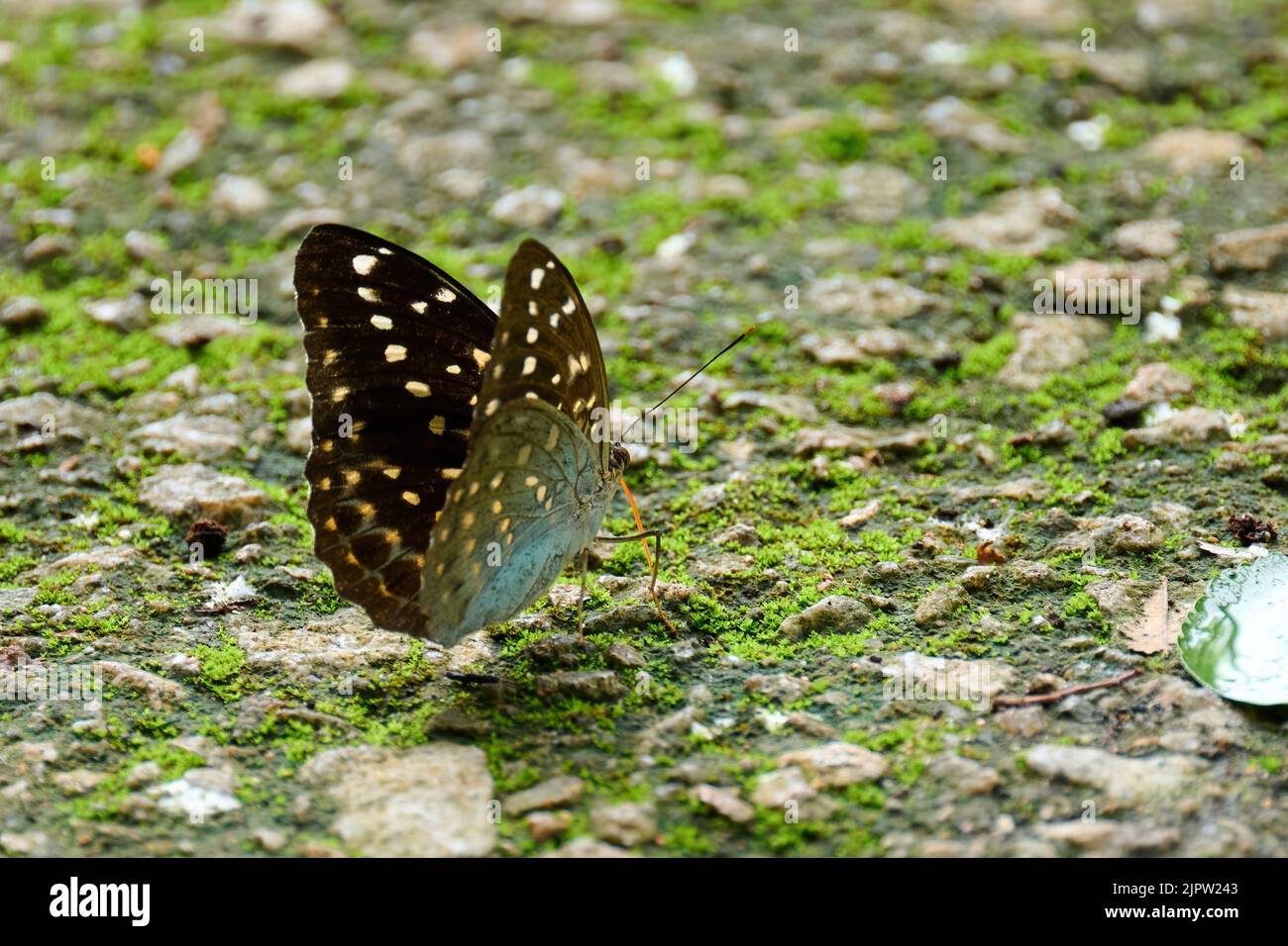A selective focus shot of a Female Common Archduke on the ground in Tai ...