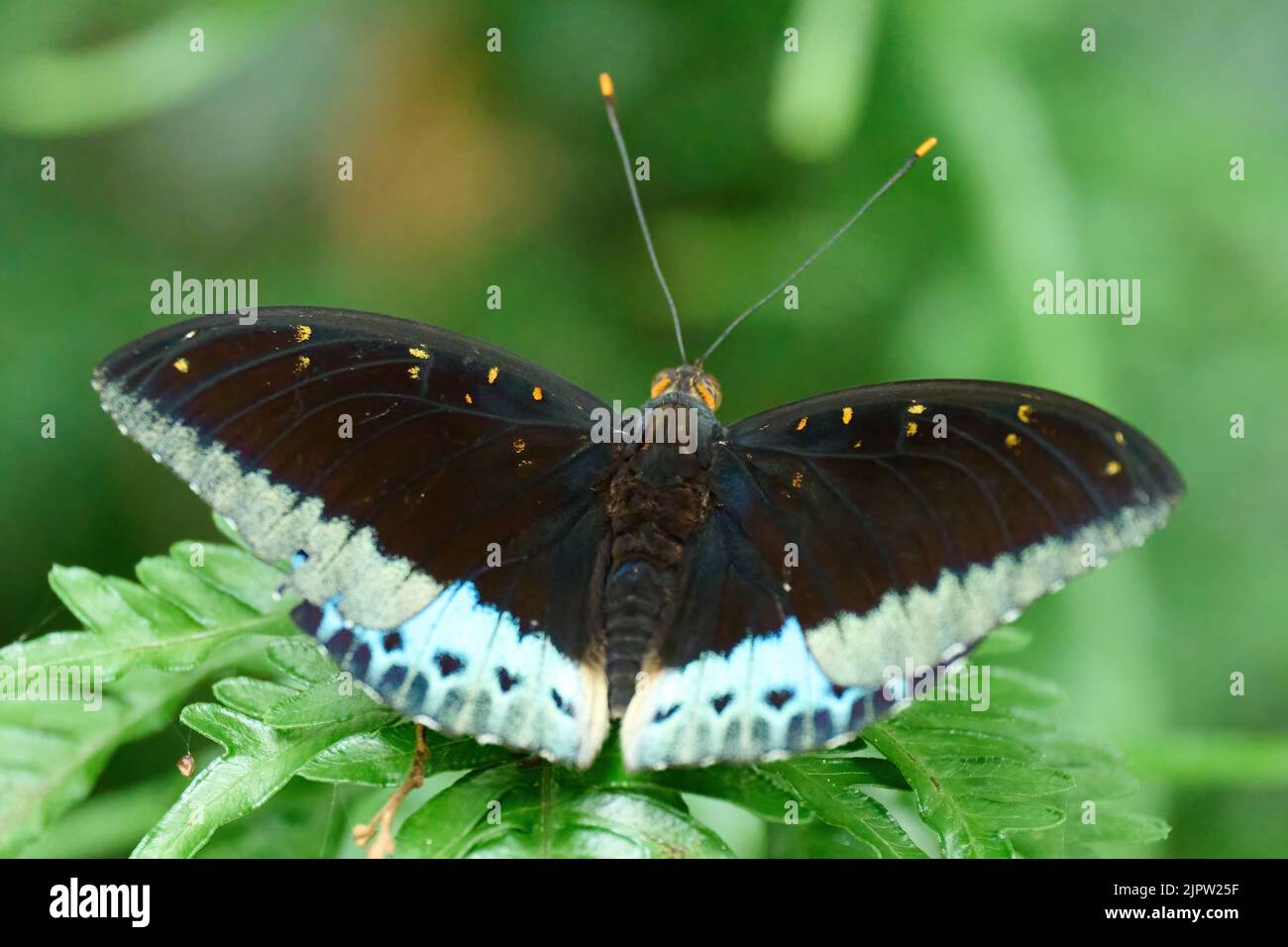 Male archduke butterfly hi-res stock photography and images - Alamy