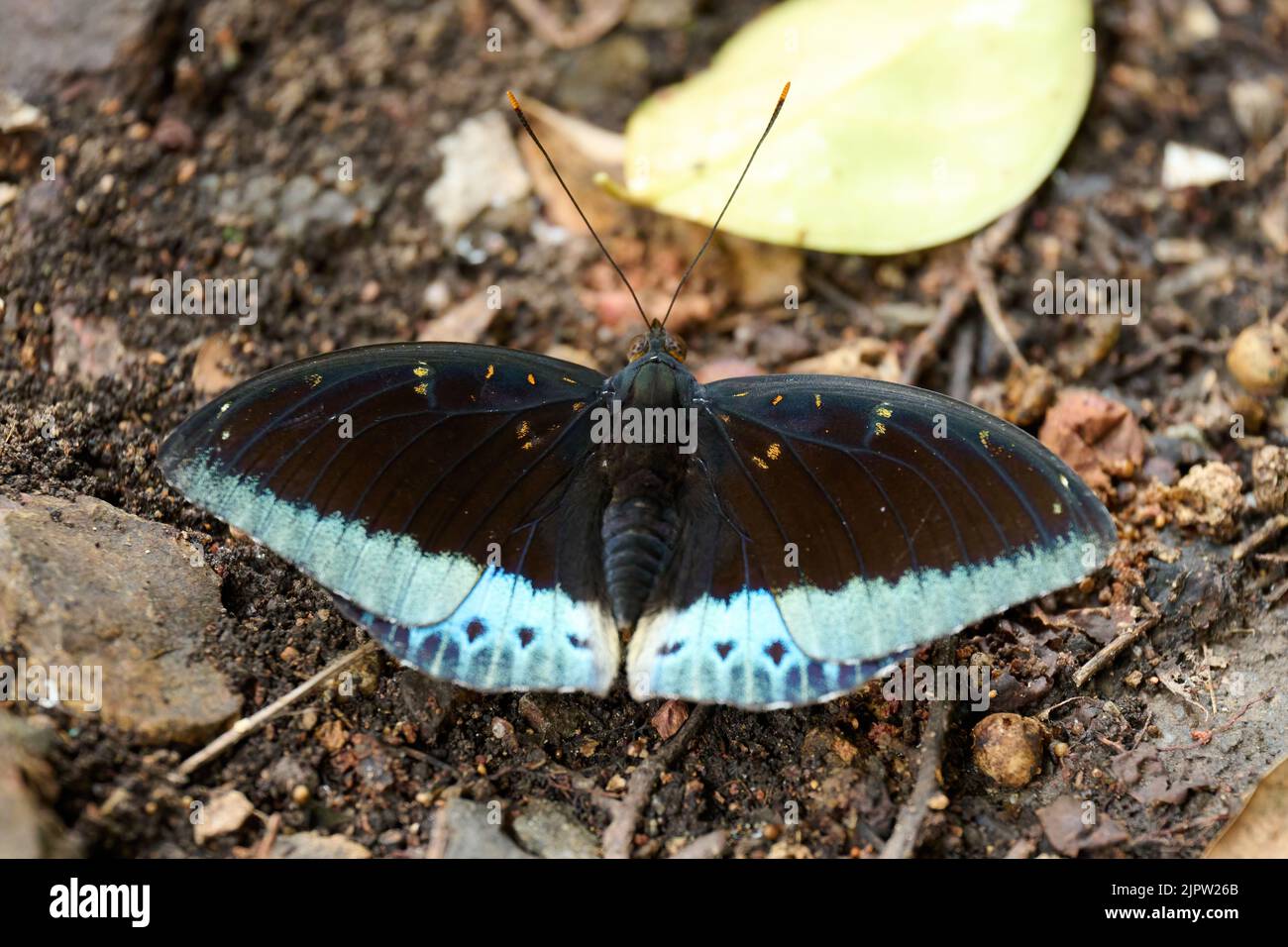 Male archduke butterfly hi-res stock photography and images - Alamy