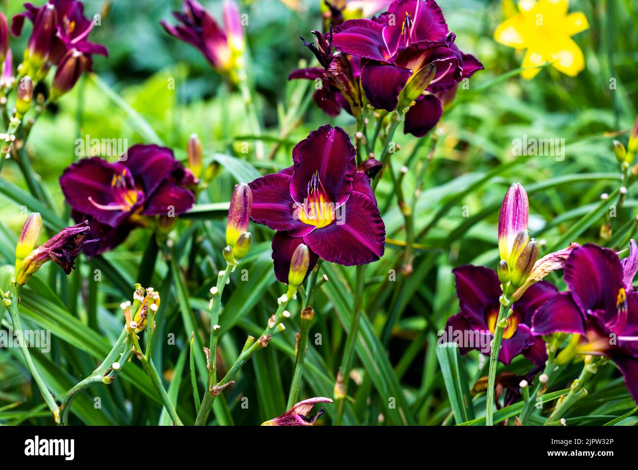 Beautiful late summer and fall flower garden Stock Photo - Alamy