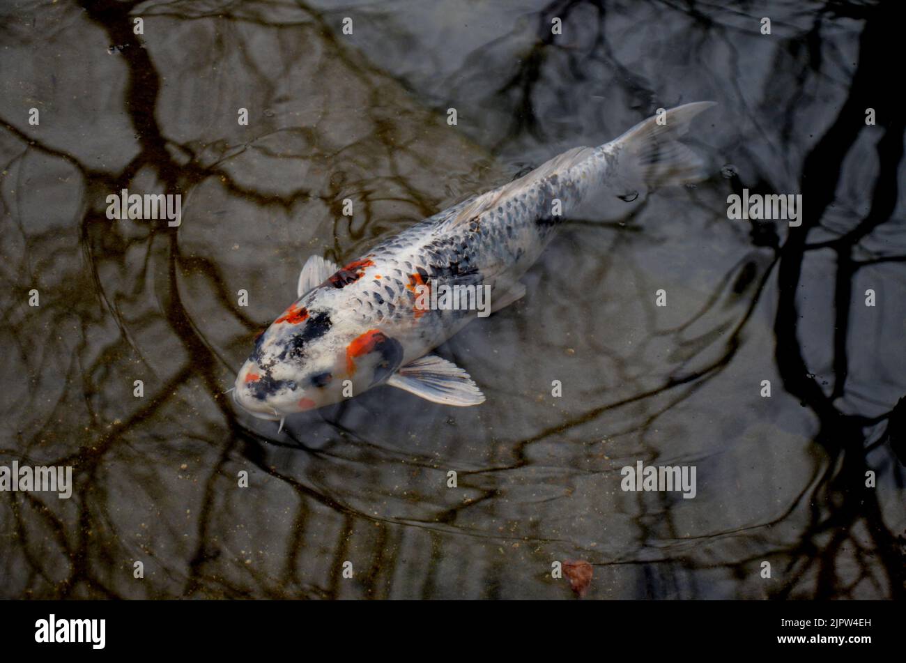 Wild koi fish and tree reflections in water. Shiraito river ...