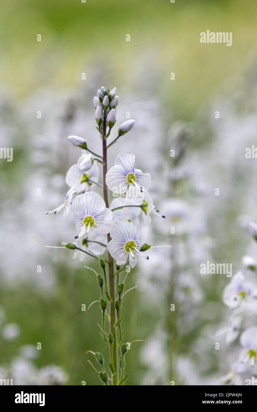 Gentian speedwell (veronica gentianoides) flowers in bloom Stock Photo ...