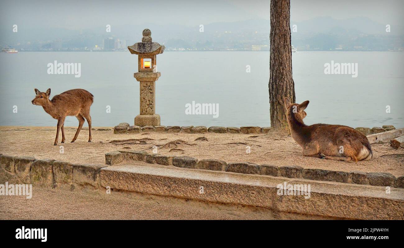 The sika deer (Cervus nippon) also known as Japanese deer. Itsukushima ...