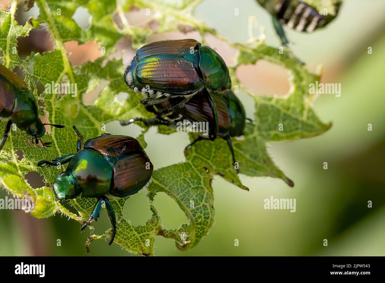 The Japanese beetle (Popillia japonica) is a species of scarab beetle ...