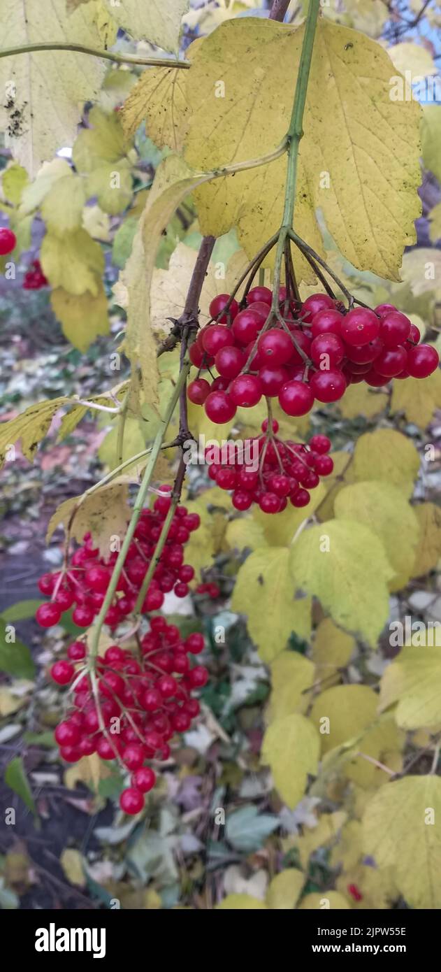Red ripe guelder rose berries among the yellowing leaves. Vertical ...