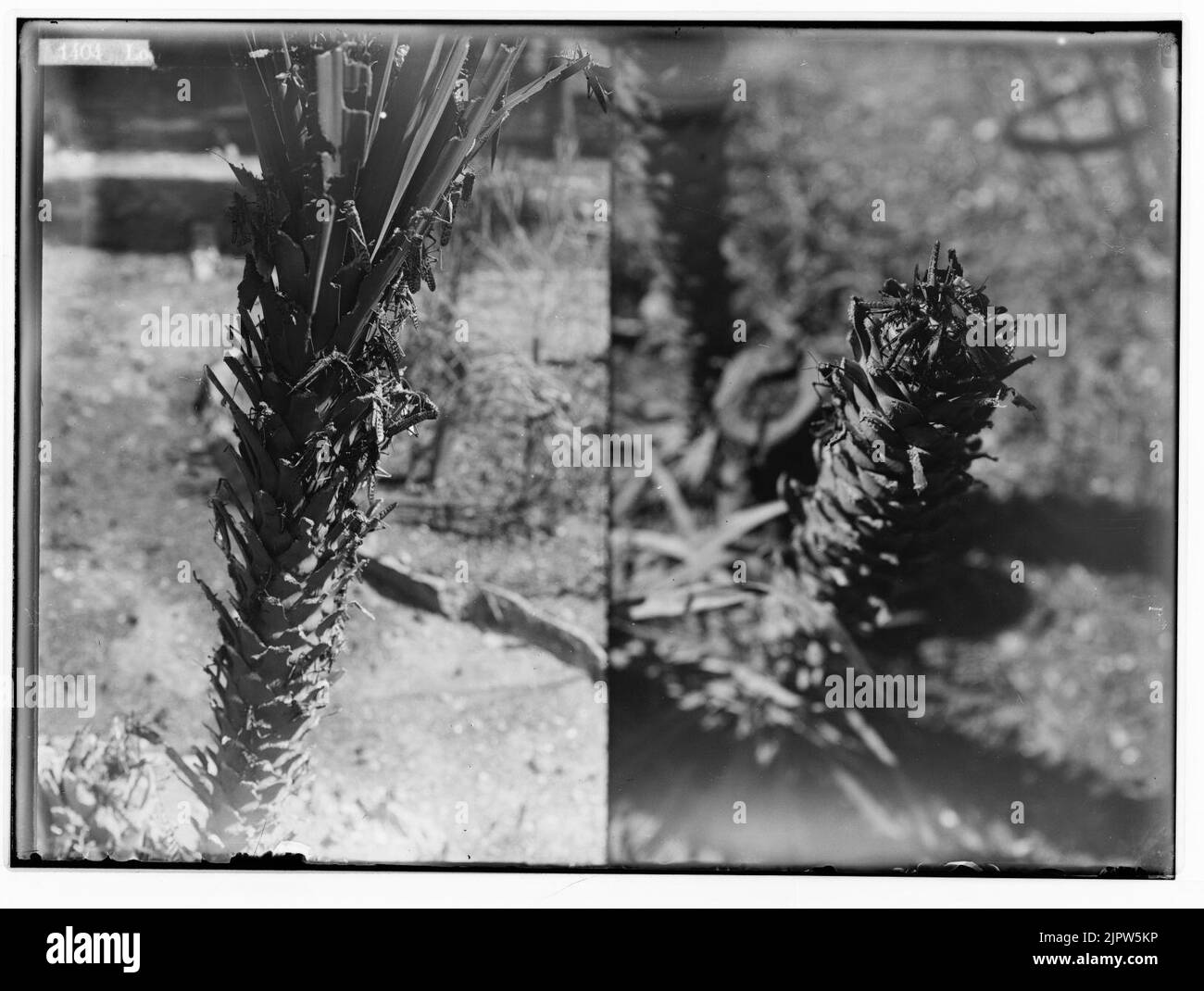 The terrible plague of locusts in Palestine, March-June 1915. Locusts ...