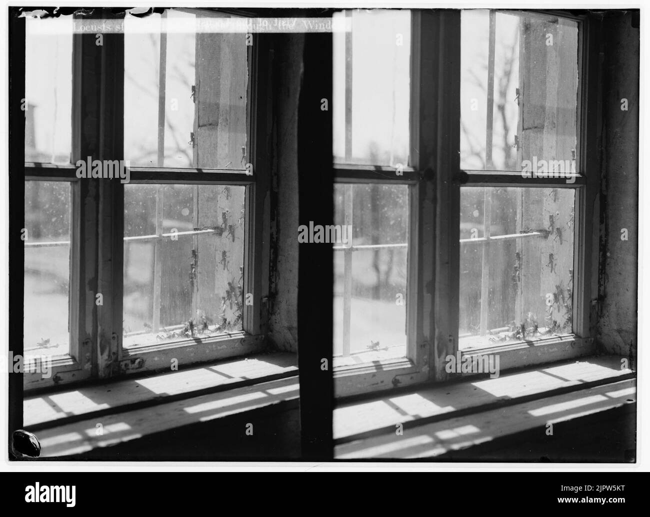 The terrible plague of locusts in Palestine, March-June 1915. Locusts ...