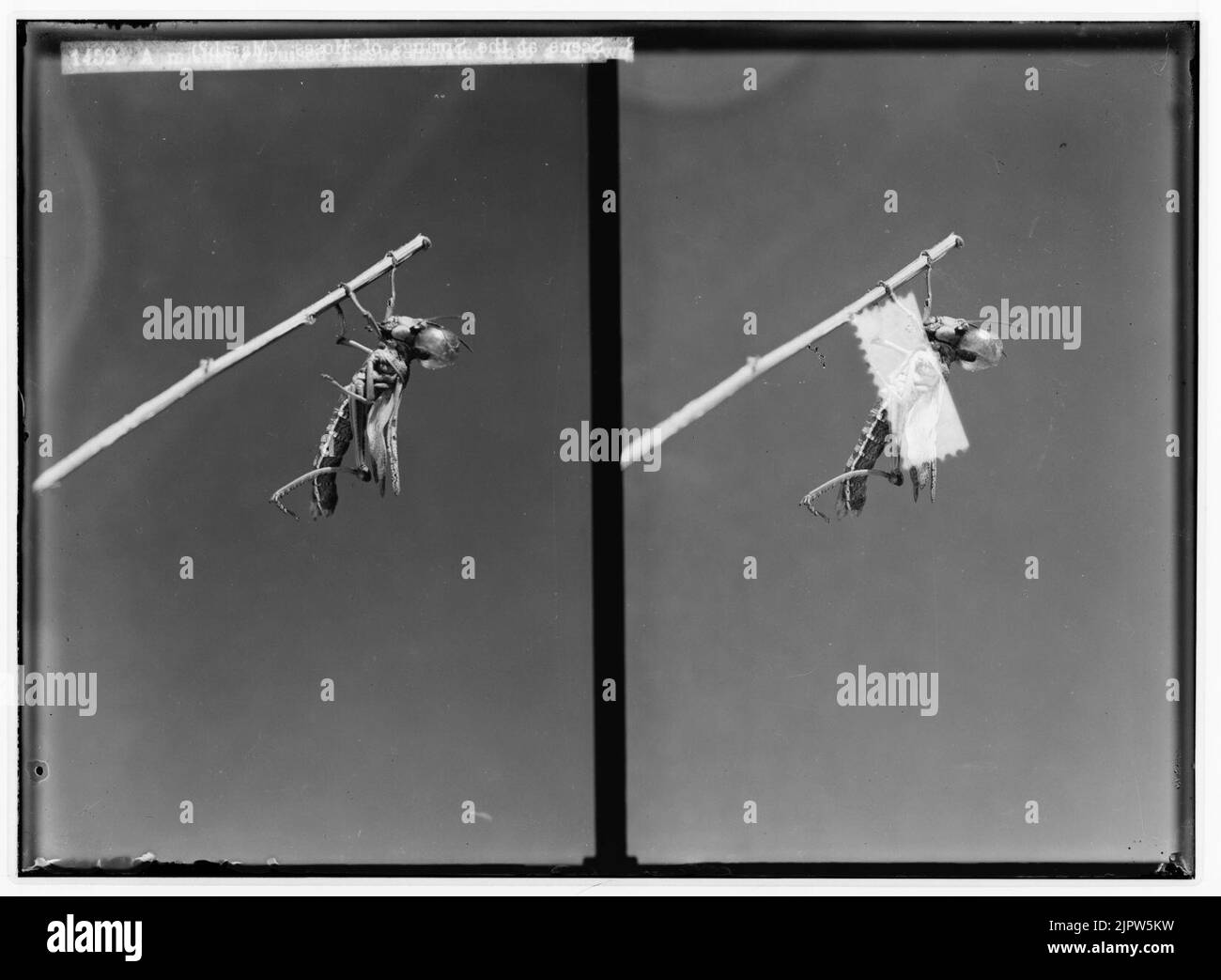 The terrible plague of locusts in Palestine, March-June 1915. A mishap ...