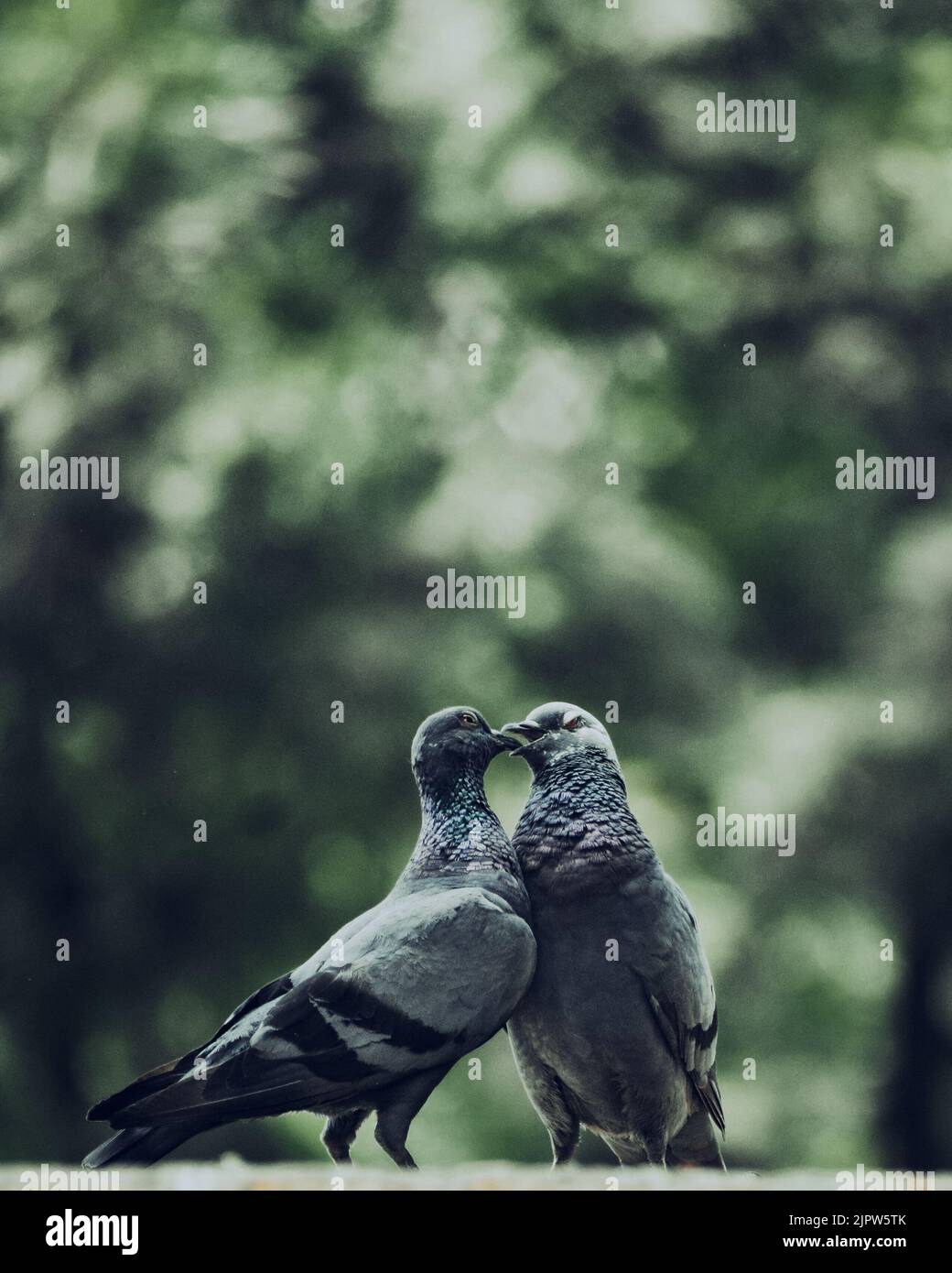 A vertical closeup shot of cute doves kissing on the green blurred ...