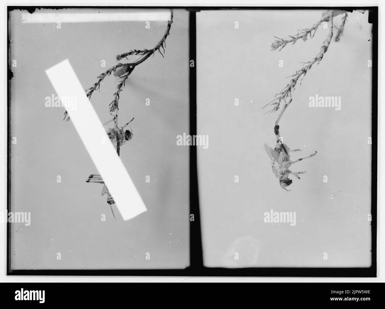 The terrible plague of locusts in Palestine, March-June 1915. The ...