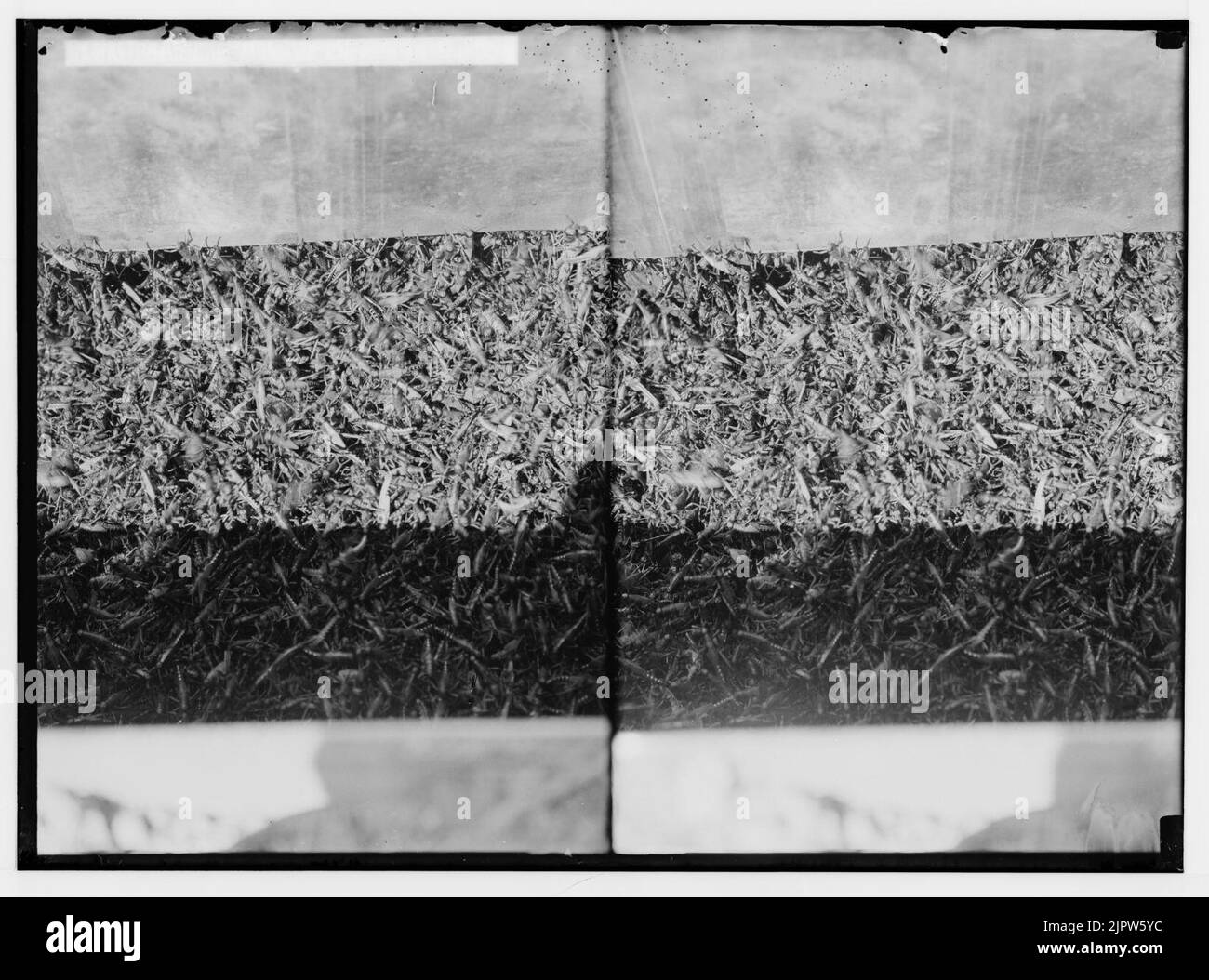 The terrible plague of locusts in Palestine, March-June 1915. Seething ...