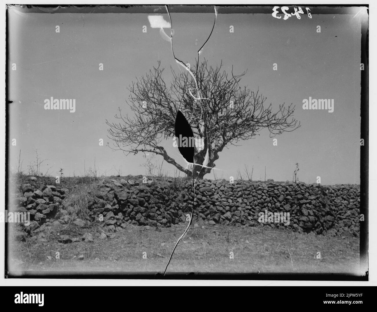 The terrible plague of locusts in Palestine, March-June 1915. The same ...
