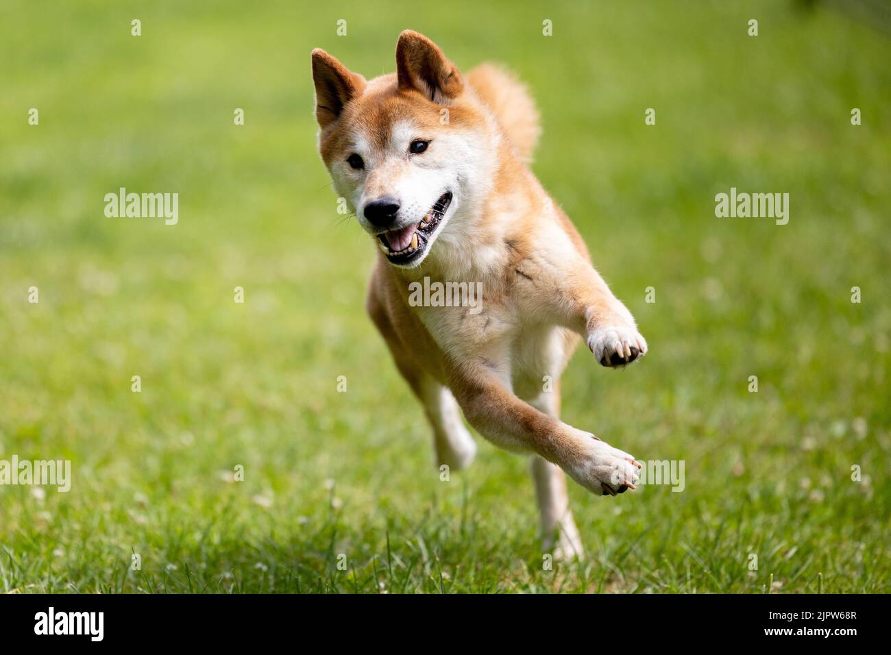 A Shiba Inu dog running in a green field Stock Photo - Alamy