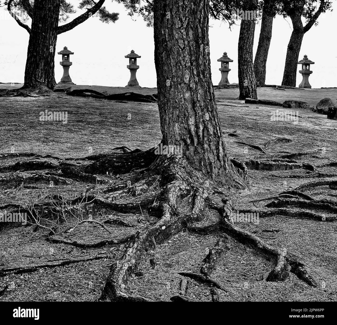 Pine tree roots and Japanese stone lanterns at Miyajima island ...