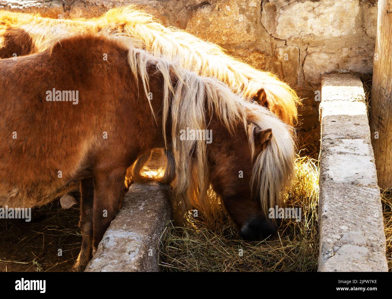 Two Young little brown pony horse eating hay in a stable on the farm ...