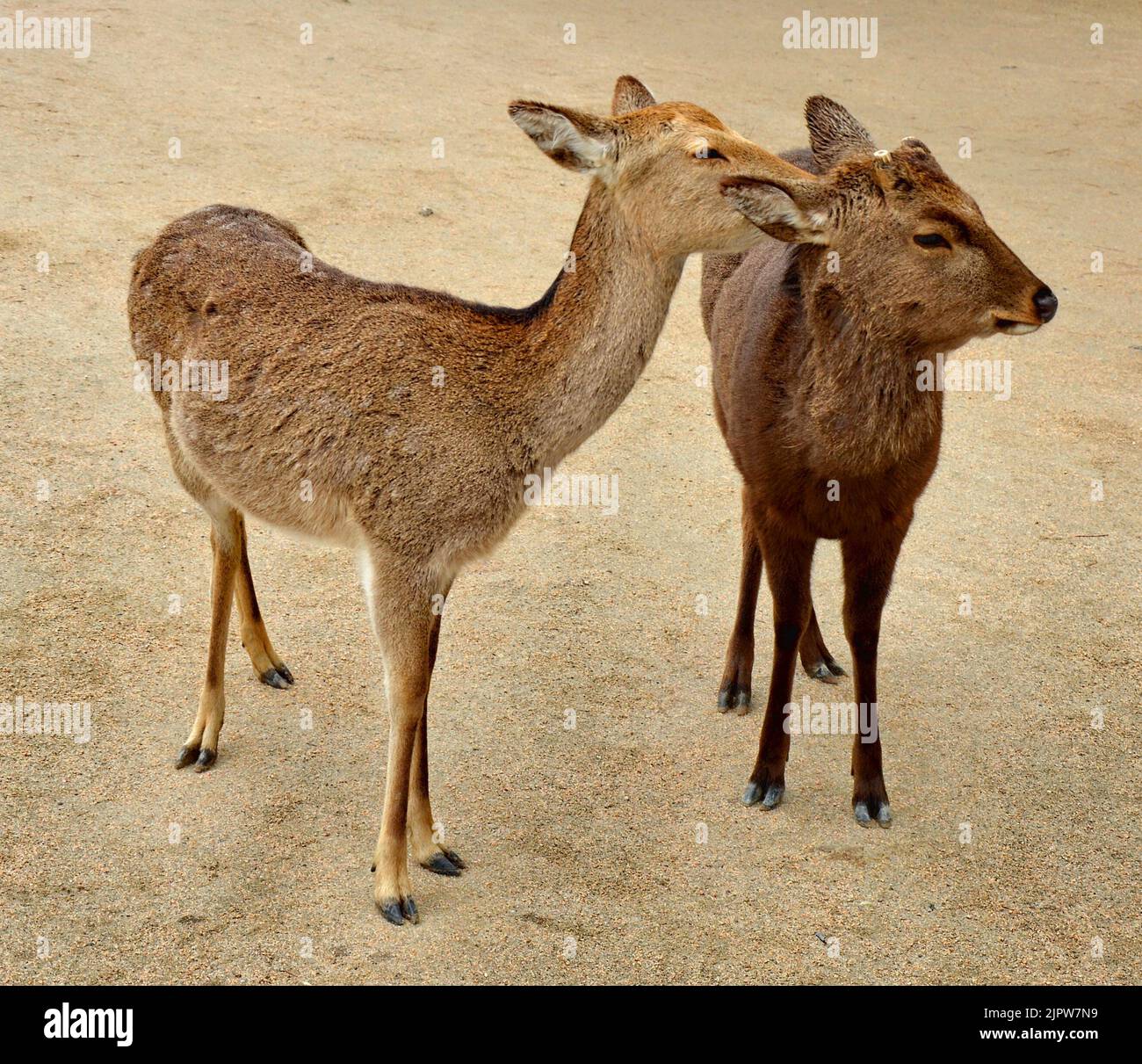 The sika deer (Cervus nippon) also known as Japanese deer. Itsukushima ...