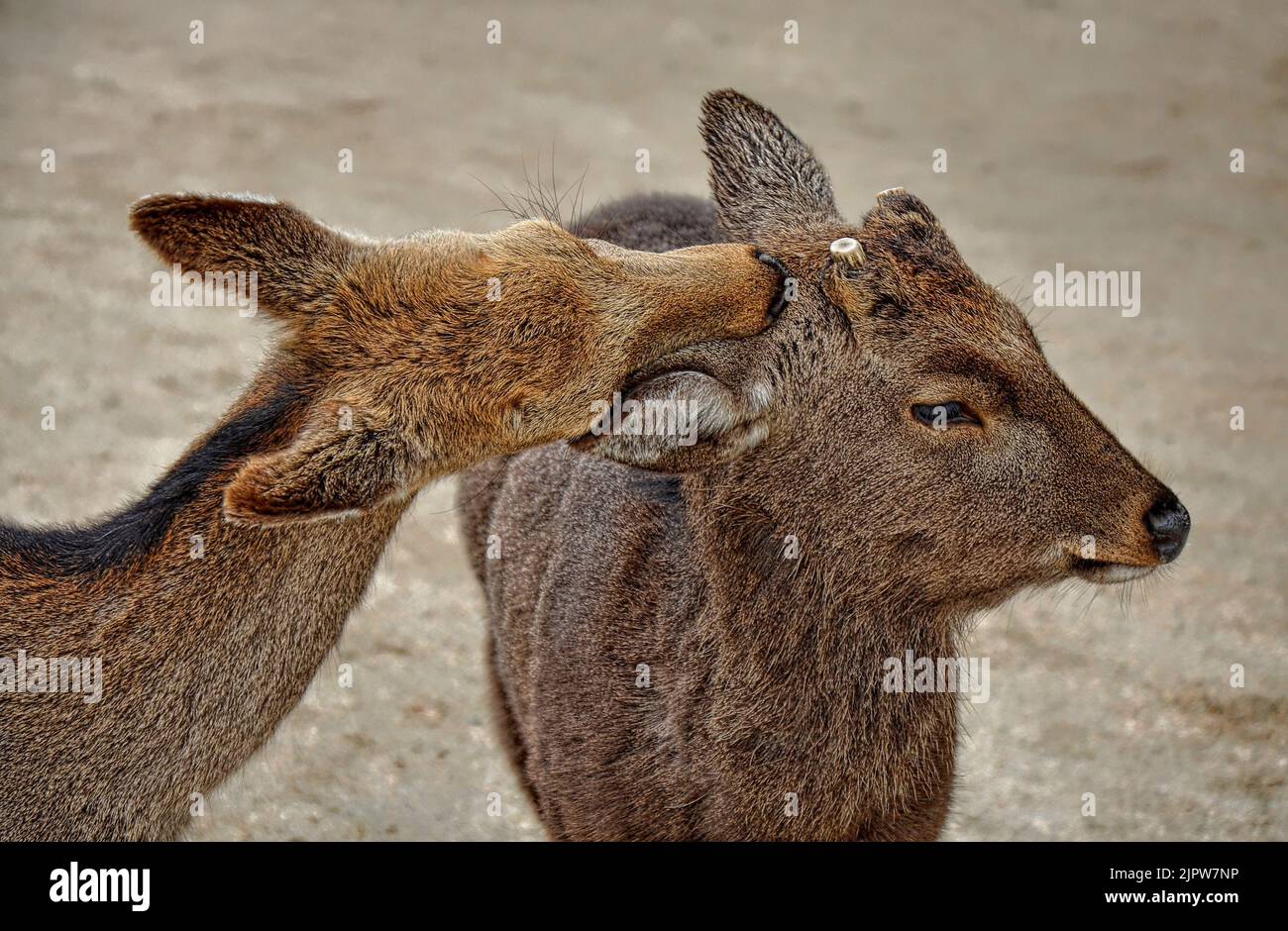 The sika deer (Cervus nippon) also known as Japanese deer. Itsukushima ...