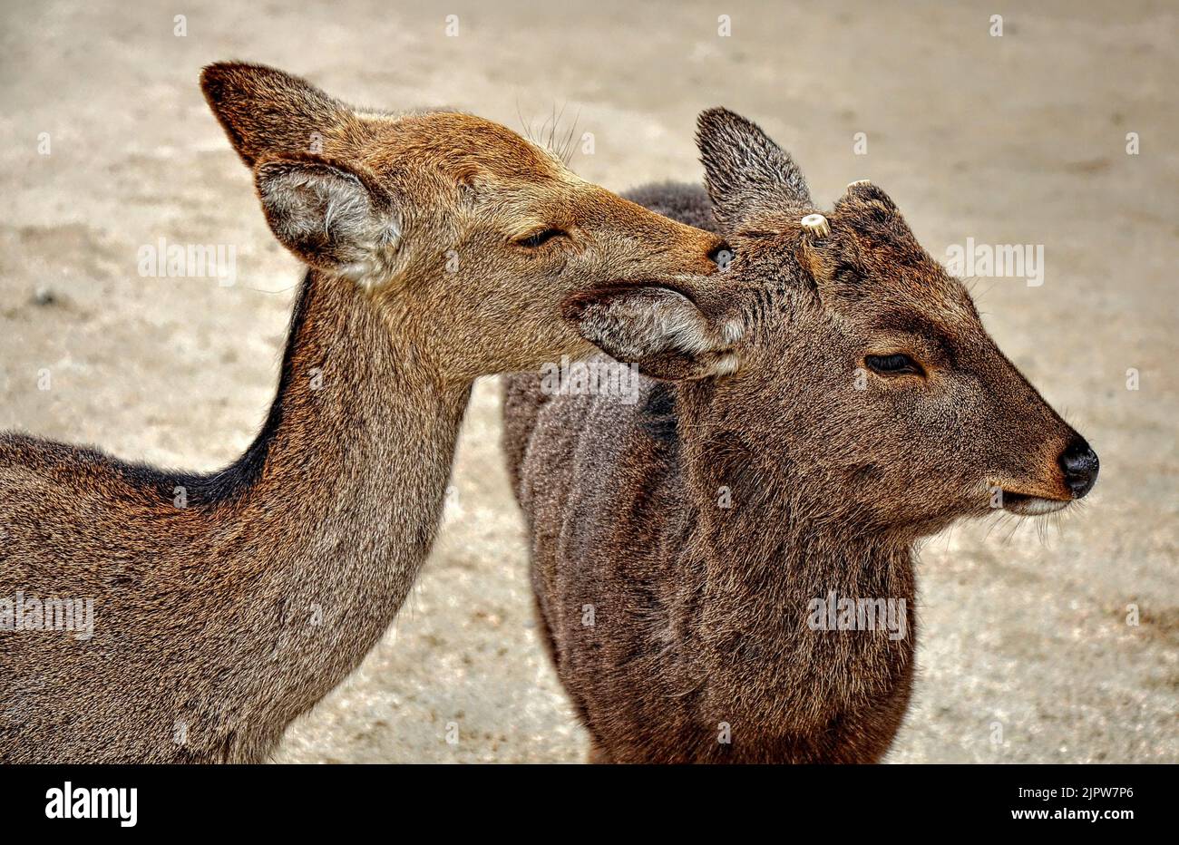 The sika deer (Cervus nippon) also known as Japanese deer. Itsukushima ...