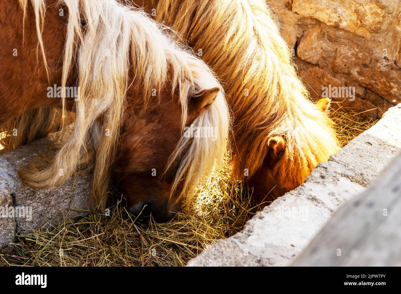 Two Young little brown pony horse eating hay in a stable on the farm ...