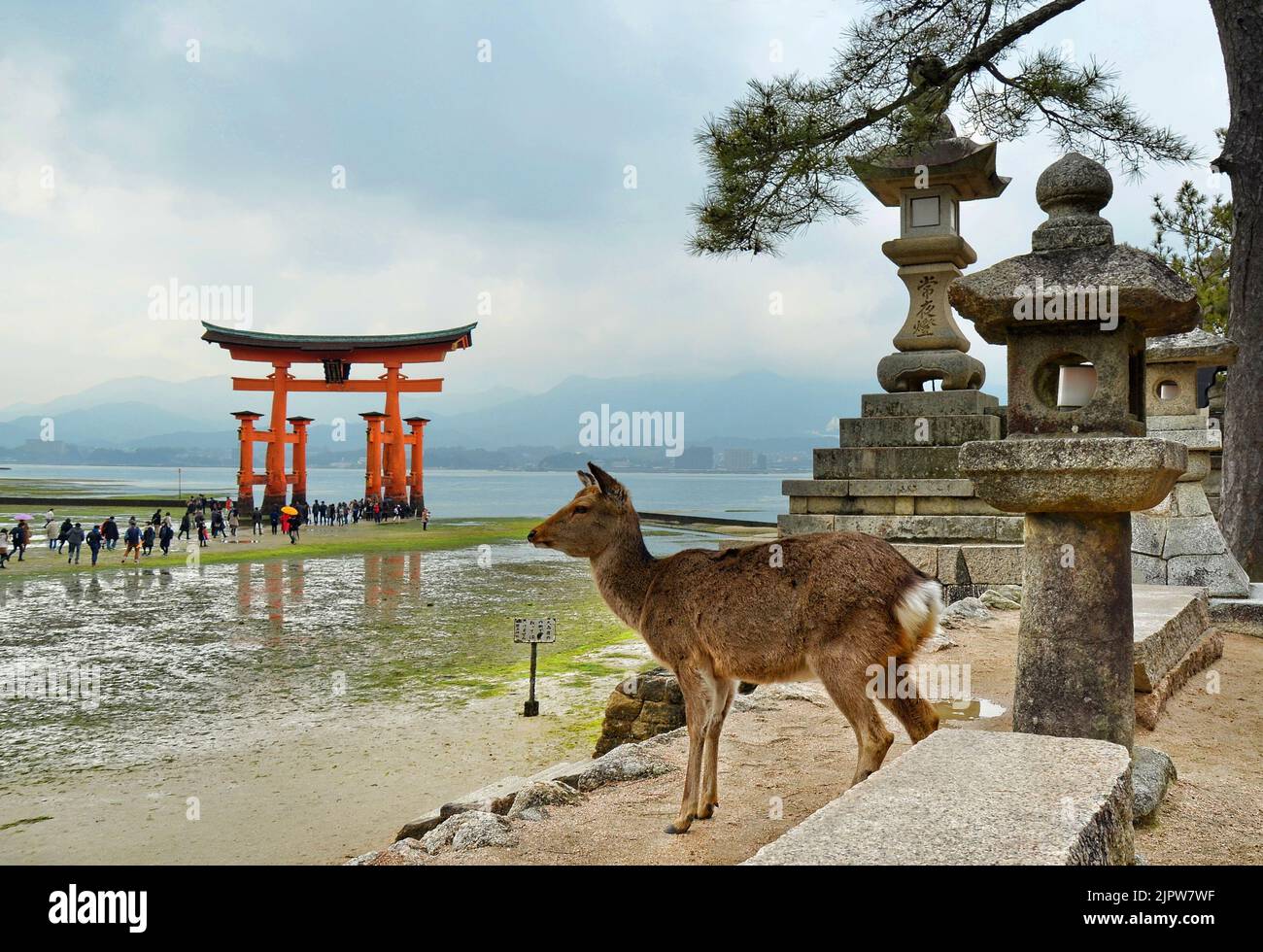 Sika deer (Cervus nippon) also known as Japanese deer, and torii of ...
