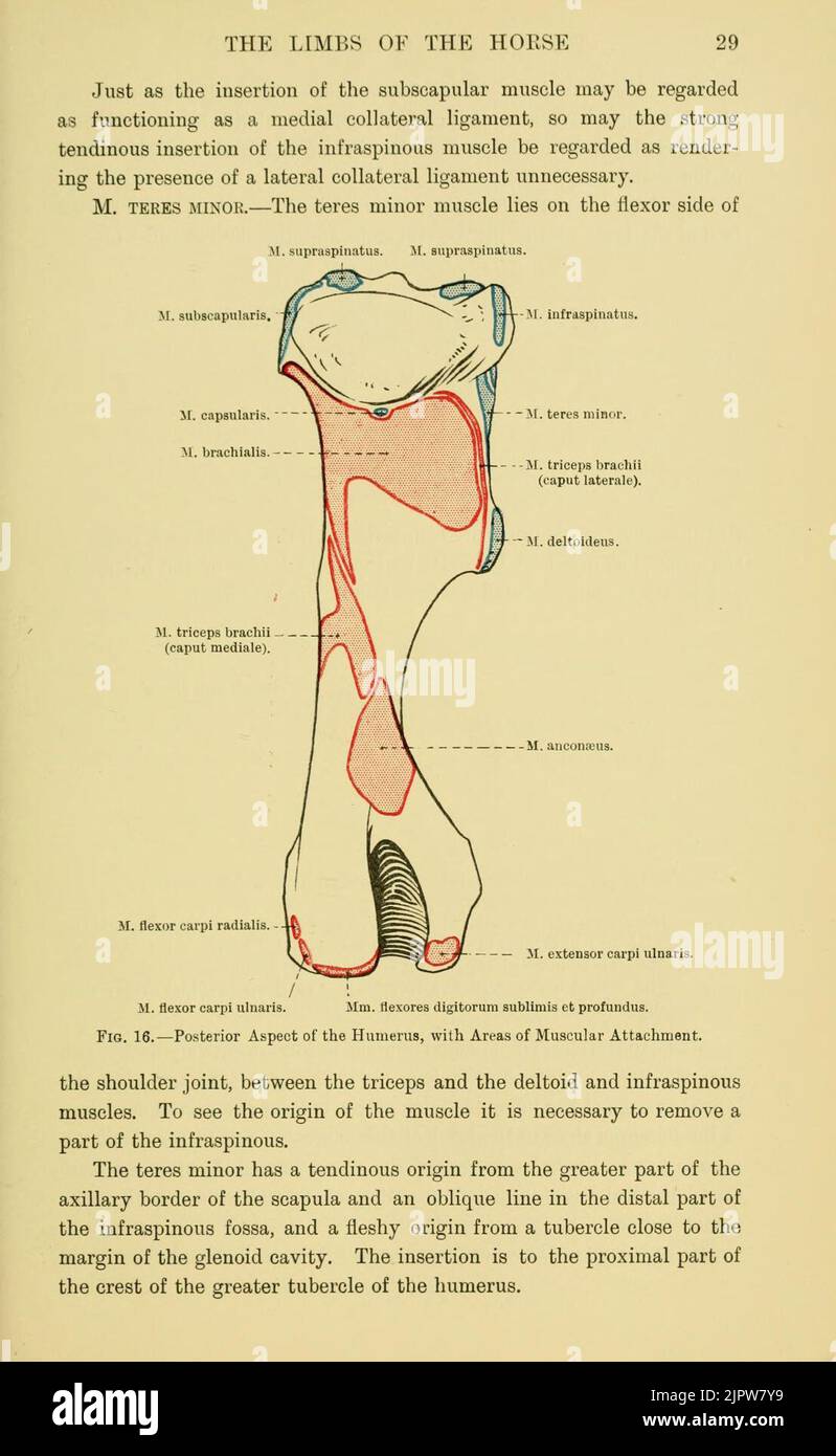 The topographical anatomy of the limbs of the horse (Page 29 Stock ...