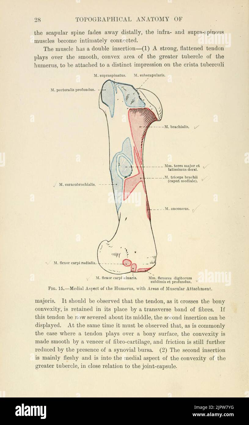 The topographical anatomy of the limbs of the horse (Page 28 Stock ...