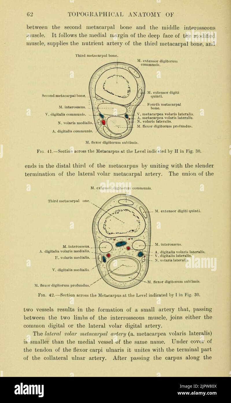 The topographical anatomy of the limbs of the horse (Page 62 Stock ...