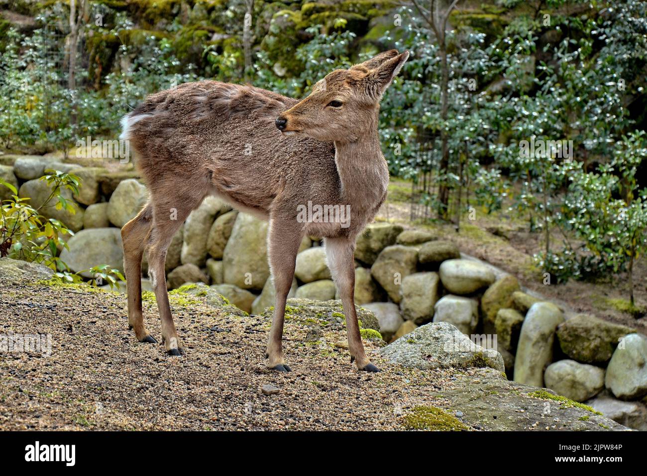 The sika deer (Cervus nippon) also known as Japanese deer. Itsukushima ...